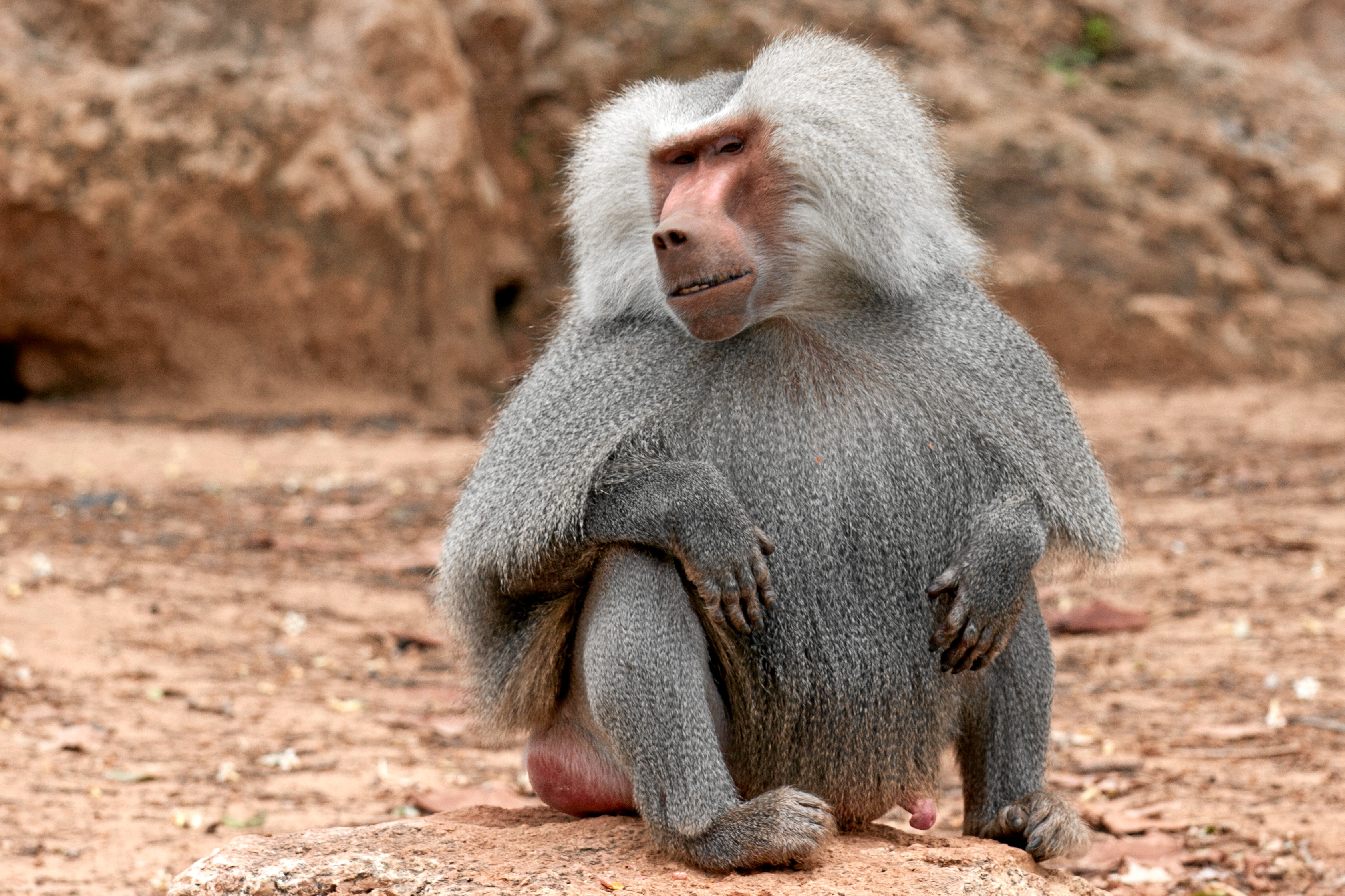 Skytte jager flygtet bavian fra zoo | Nordjyske.dk